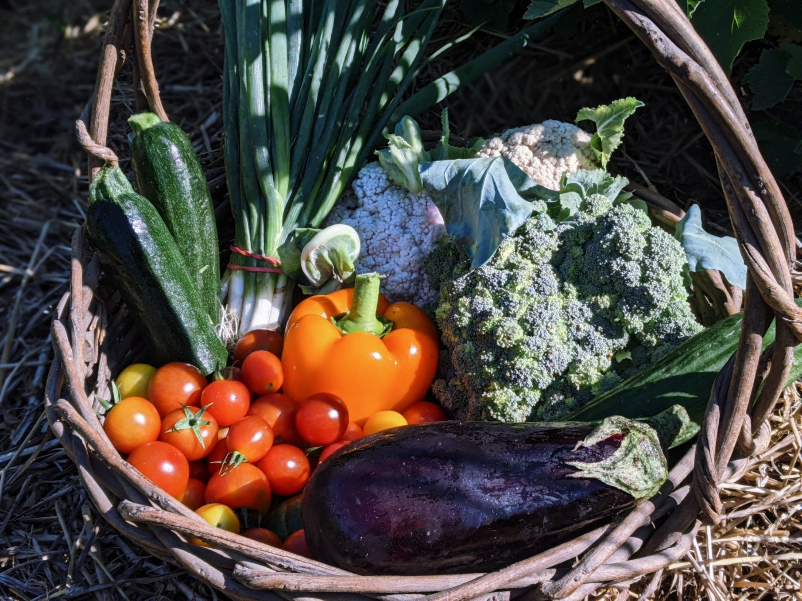 CSA Subscriptions – Common Ground Farm