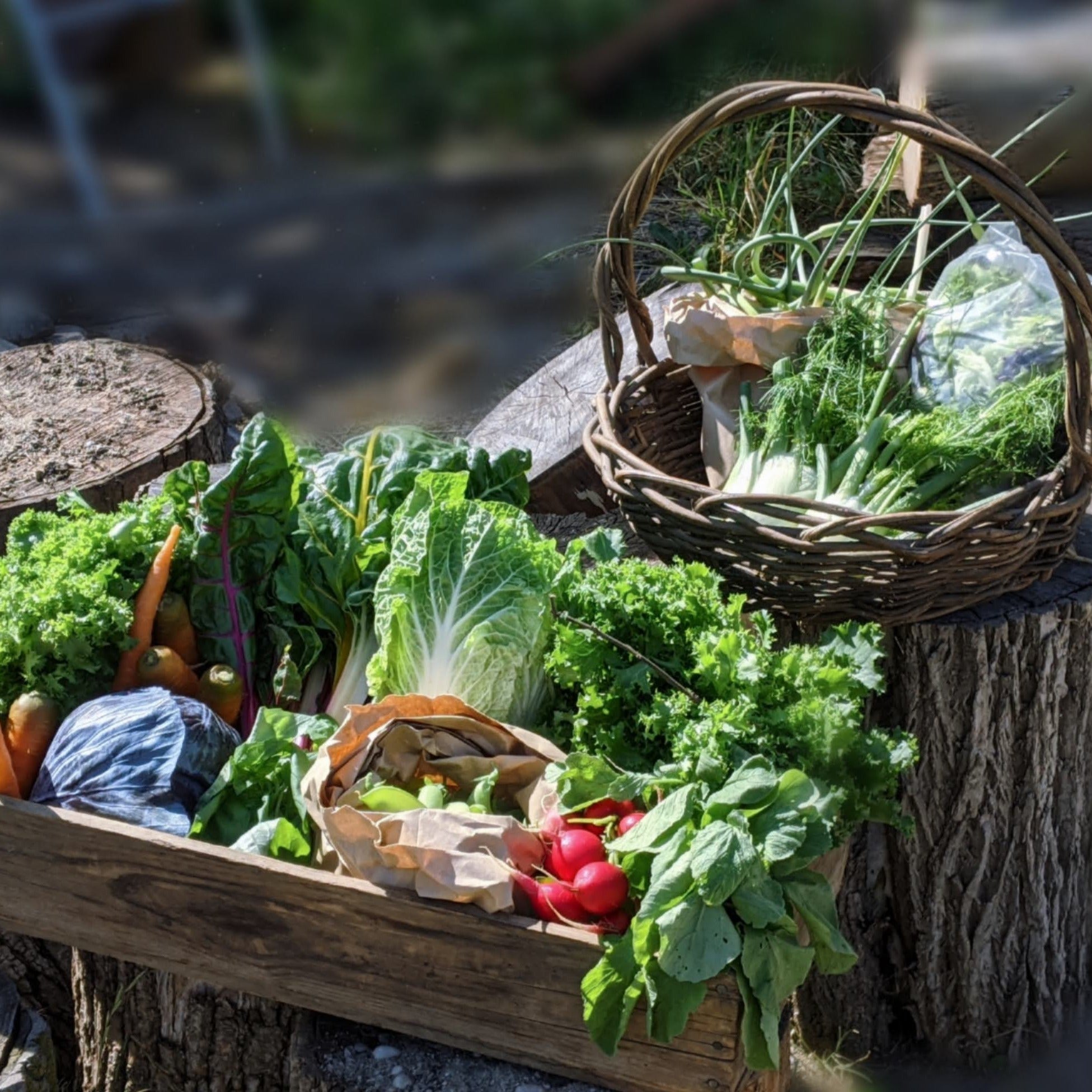 Spring to Fall 2025 CSA / Veggie Box Subscription – Common Ground Farm